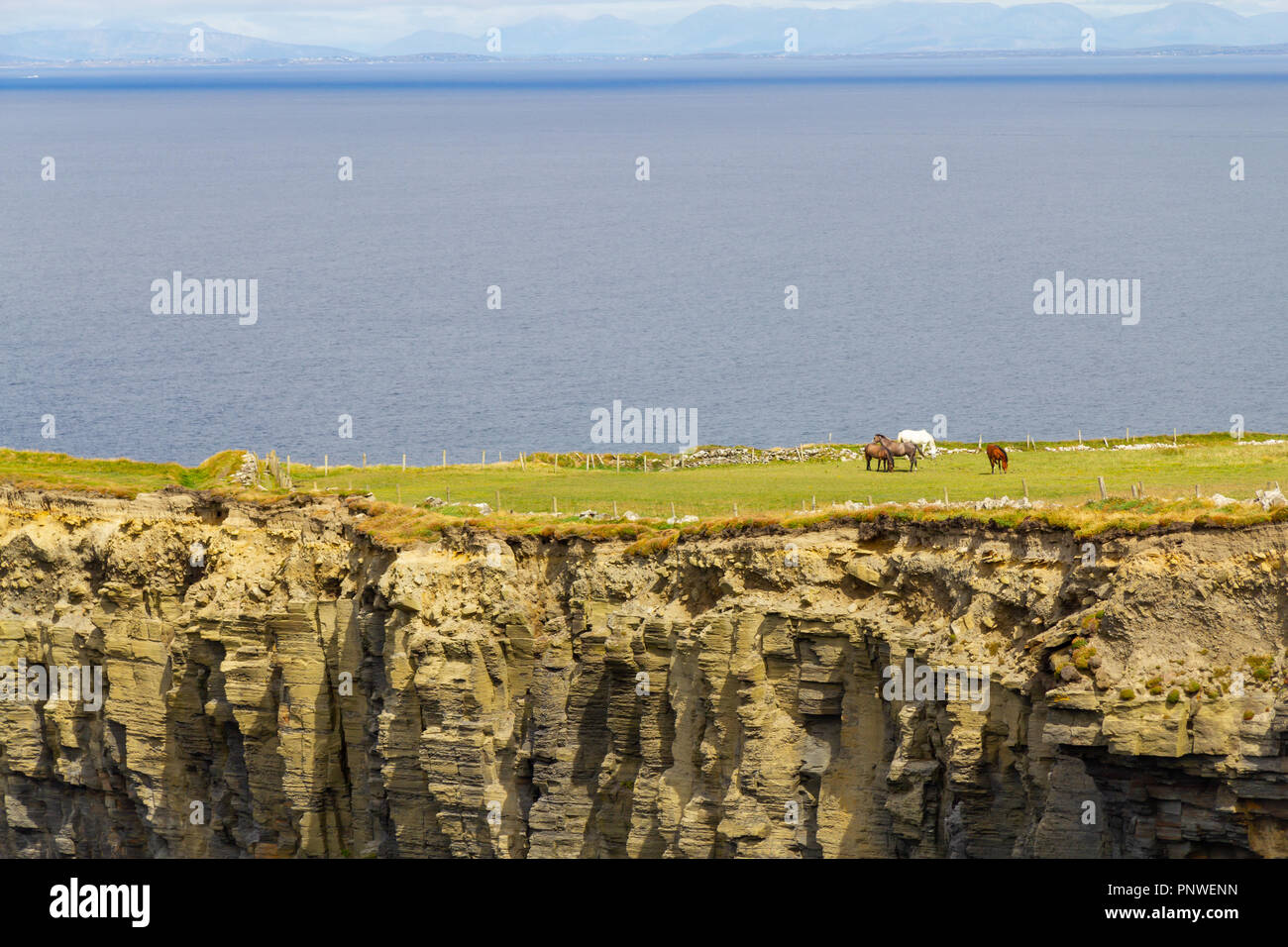 Horses in a farm field over Cliffs of Moher, Doolin, Clare, Ireland ...