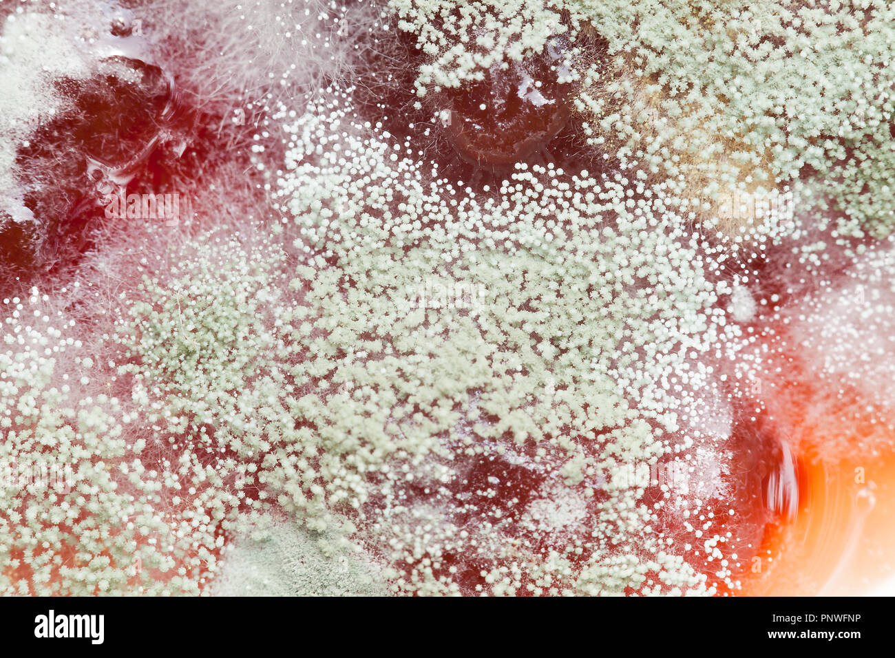 Food Stock Photos & Images from Alamy