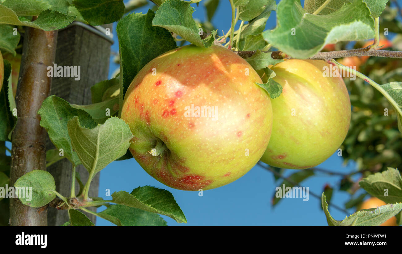 Parasitic defeat of apple tree and fruit close-up. The concept of ...