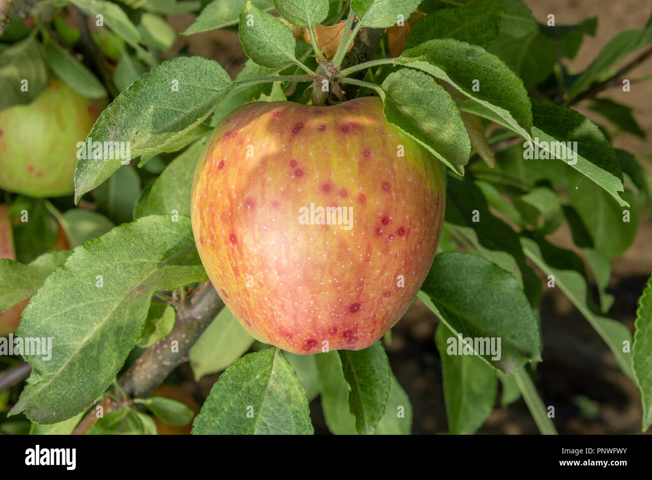Wormy fruit hi-res stock photography and images - Alamy