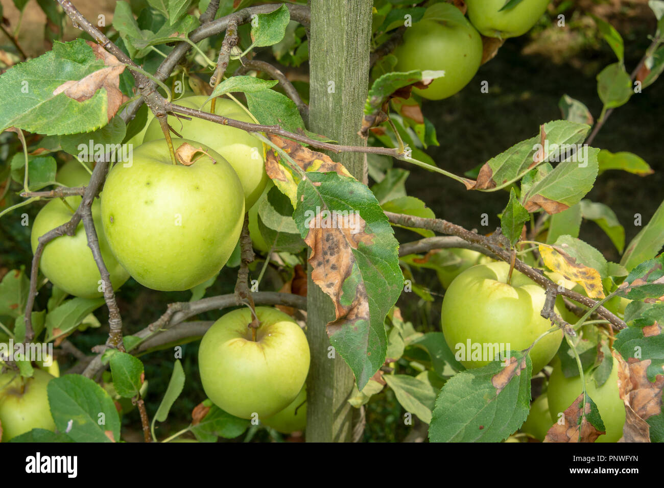 Worm hole apple tree hi-res stock photography and images - Alamy