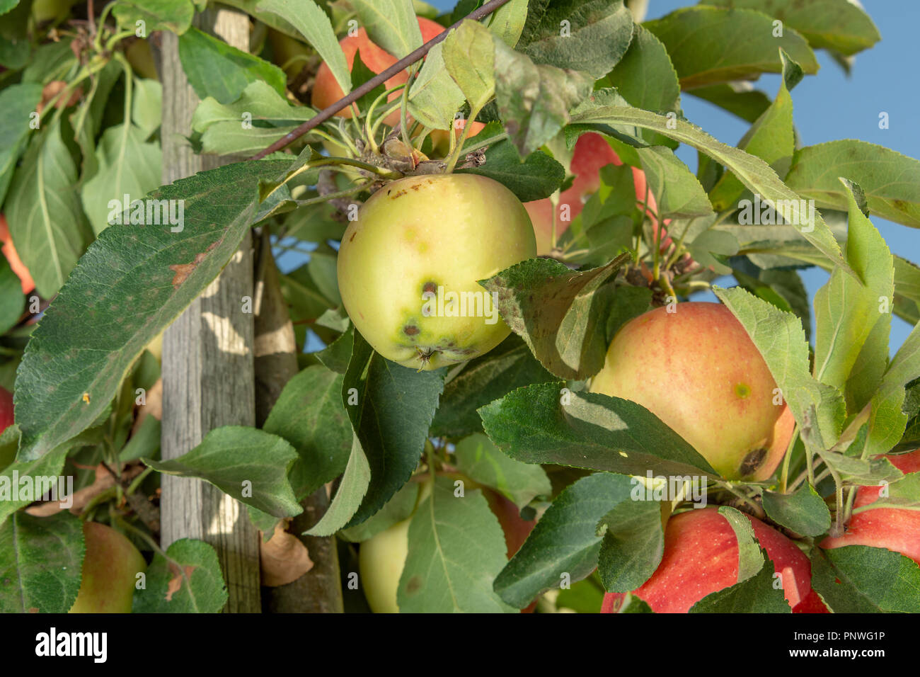 Insect damaged apples hi-res stock photography and images - Alamy