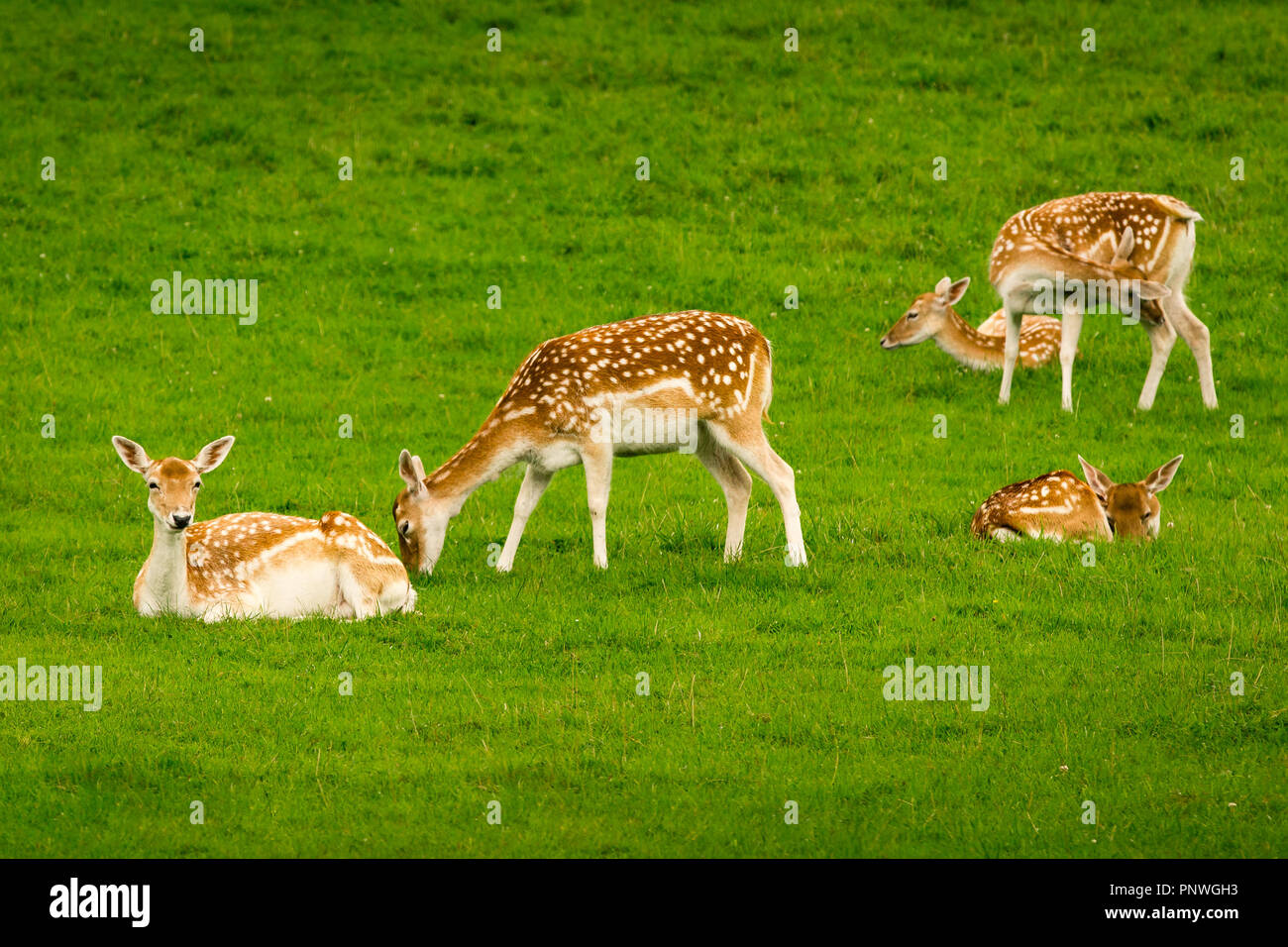 Fallow deer calves hi-res stock photography and images - Alamy