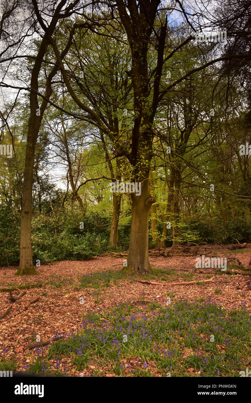 Ashridge england hi-res stock photography and images - Alamy