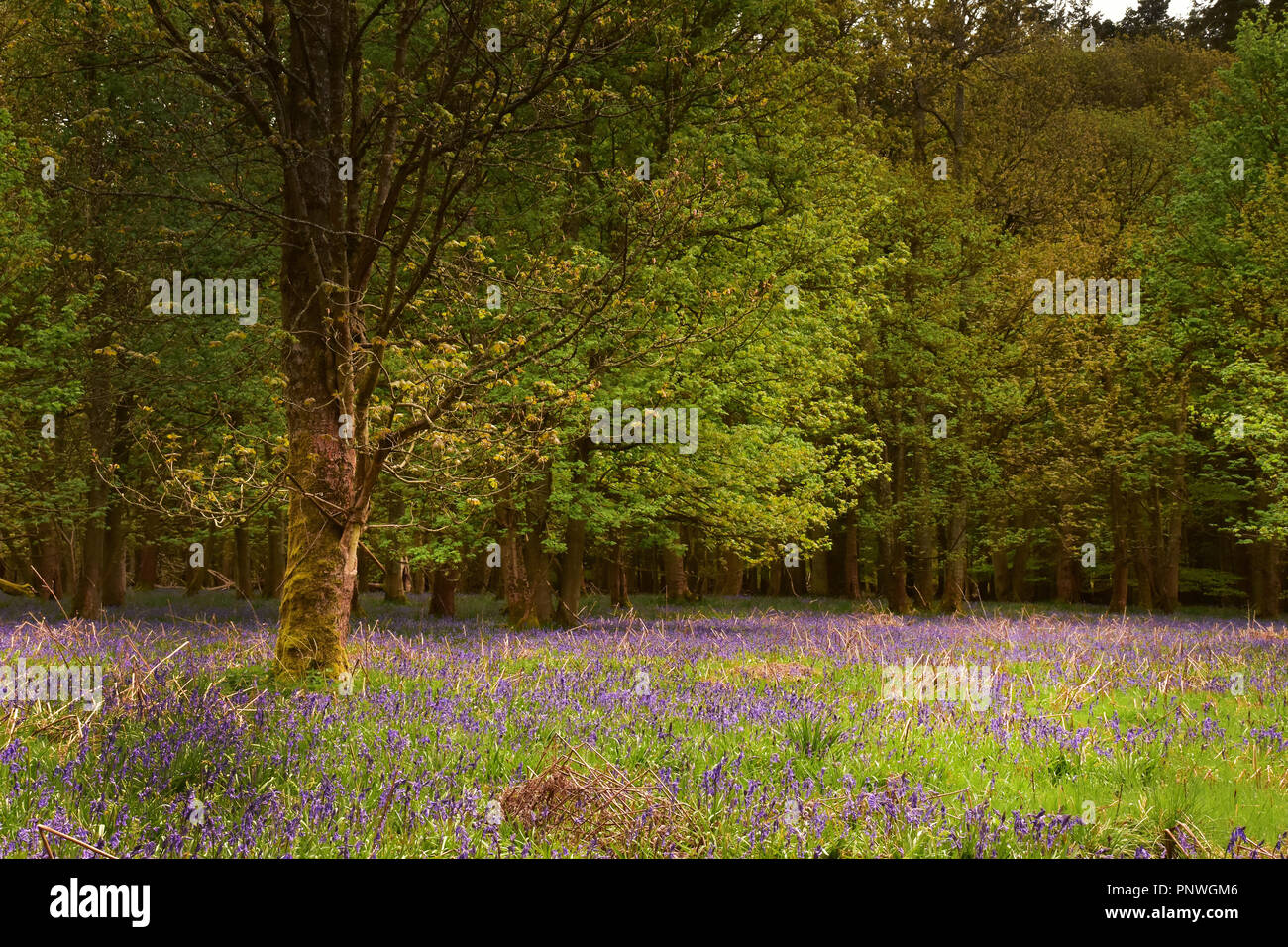 Bluebell Wood, Ashridge, England Stock Photo - Alamy