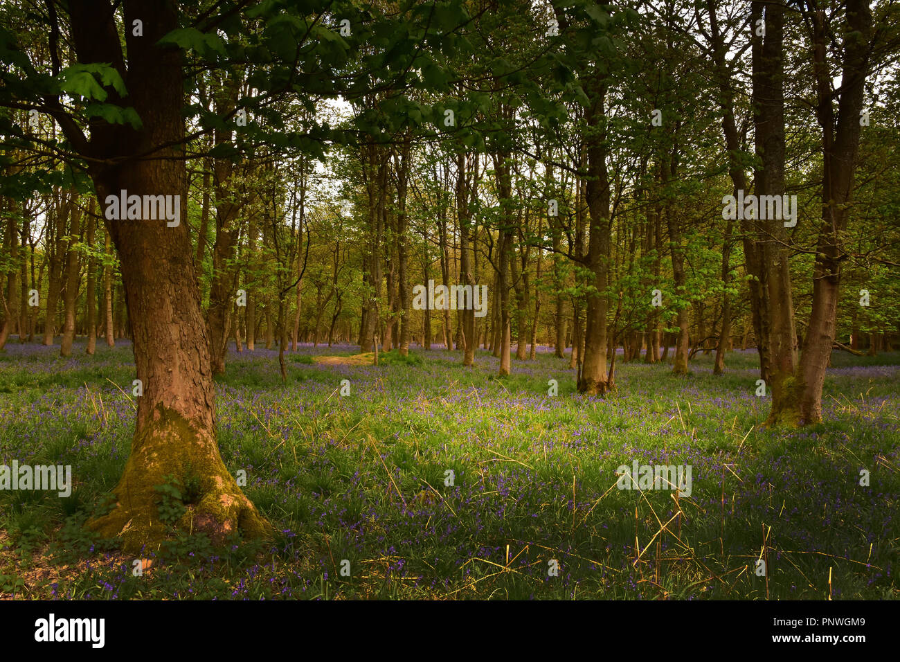 Ashridge england hi-res stock photography and images - Alamy