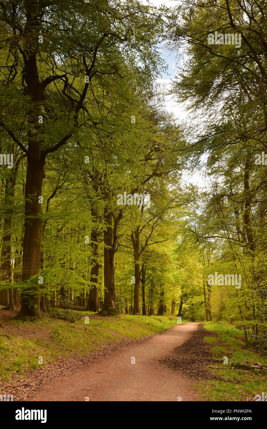 Ashridge Trees High Resolution Stock Photography and Images - Alamy