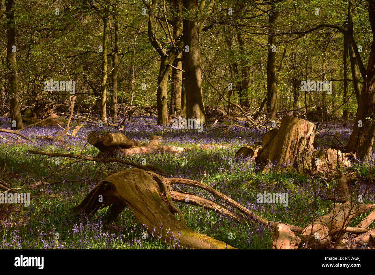 Ashridge england hi-res stock photography and images - Alamy