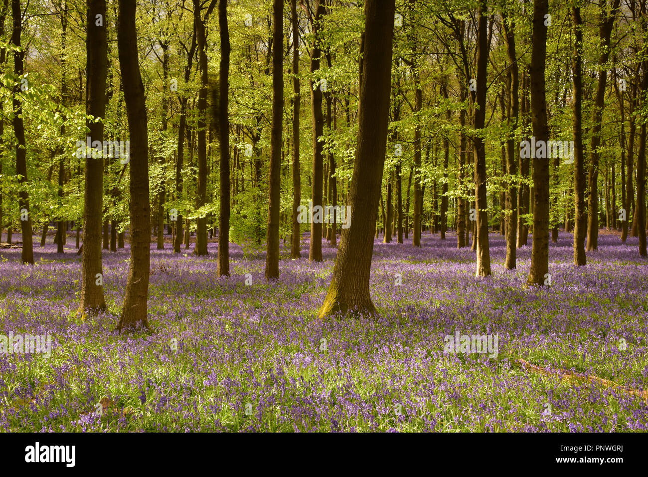 Ashridge england hi-res stock photography and images - Alamy