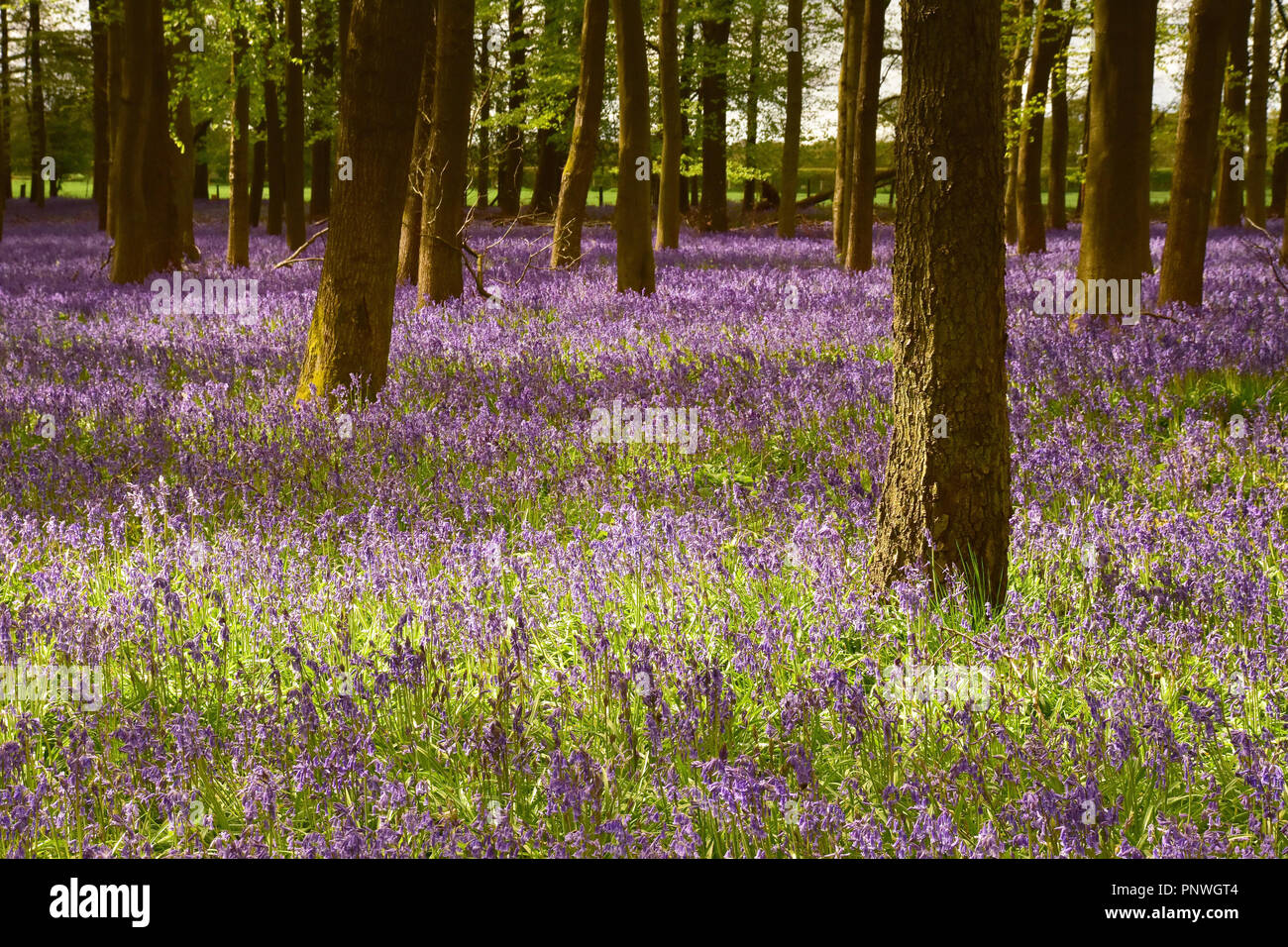 Ashridge england hi-res stock photography and images - Alamy