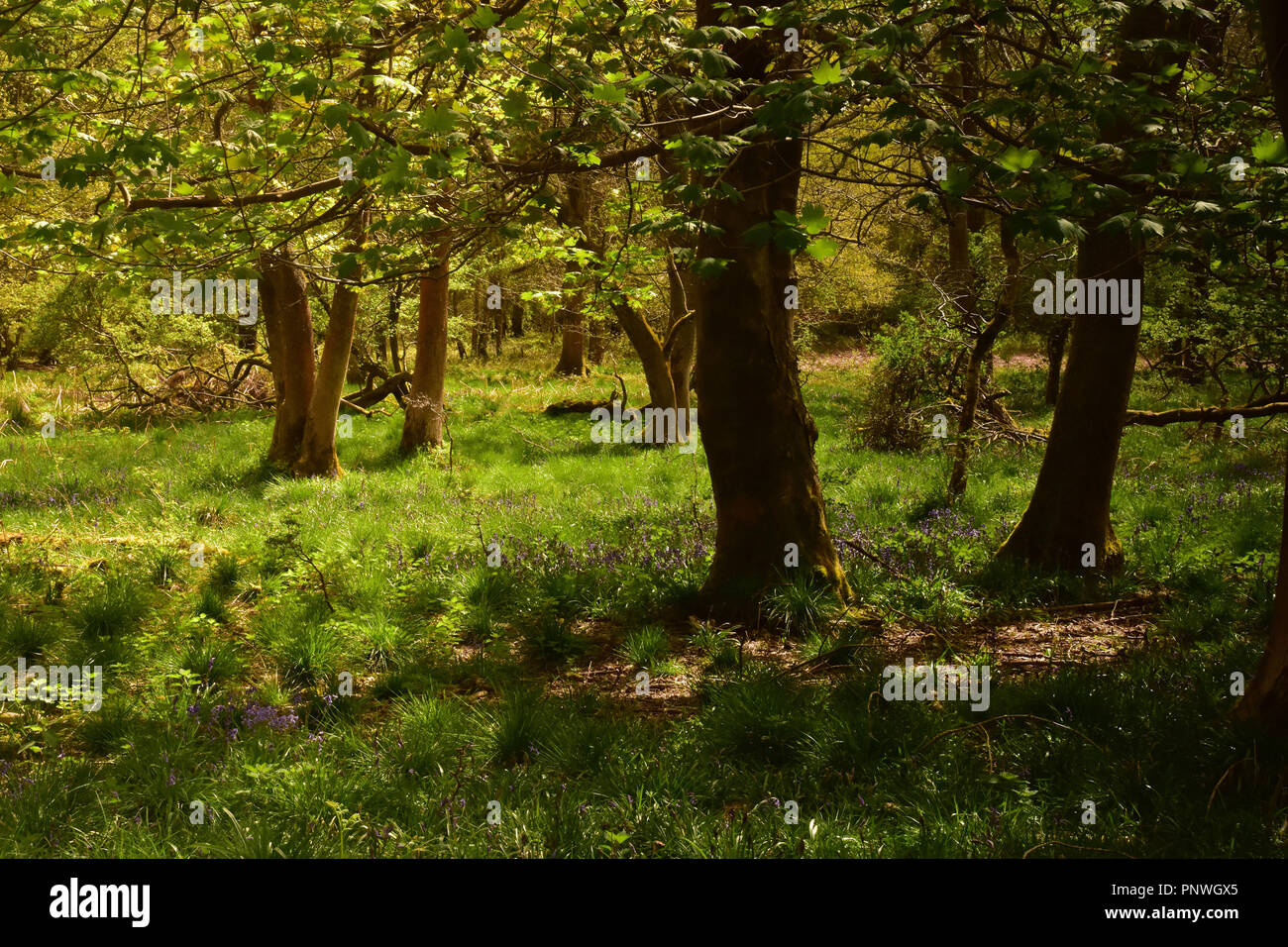 Ashridge trees hi-res stock photography and images - Alamy