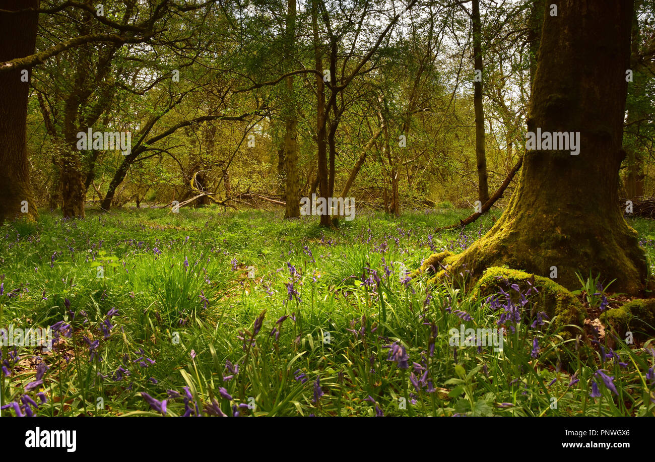 Trees and Woodland Scene at Ashridge, England Stock Photo - Alamy