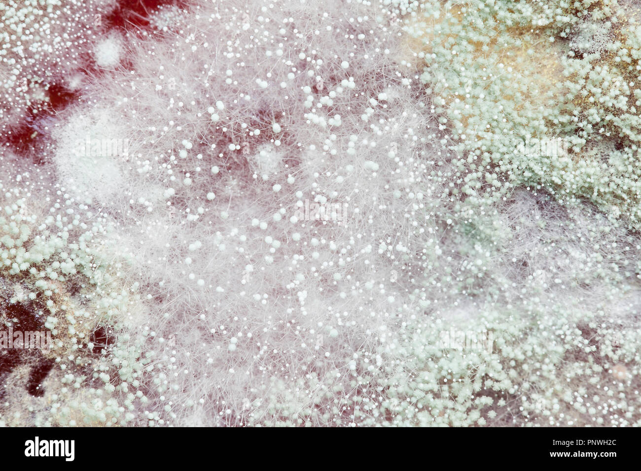 Mold growing on strawberry jam (moldy jam, mouldy jam, moldy food ...