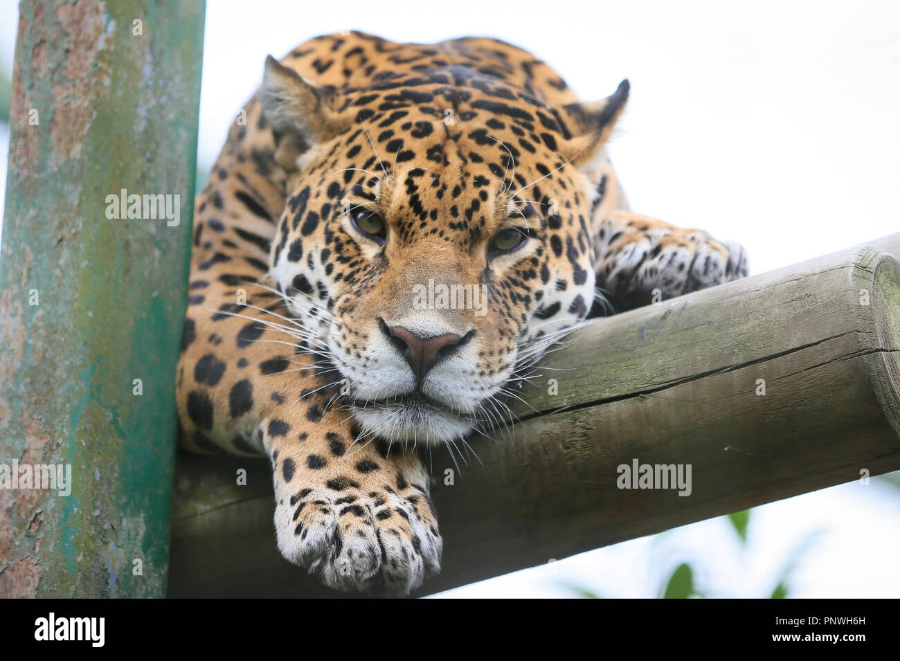 Paradise Wildlife Animals in Hertfordshire Featuring: Jaguar Where ...
