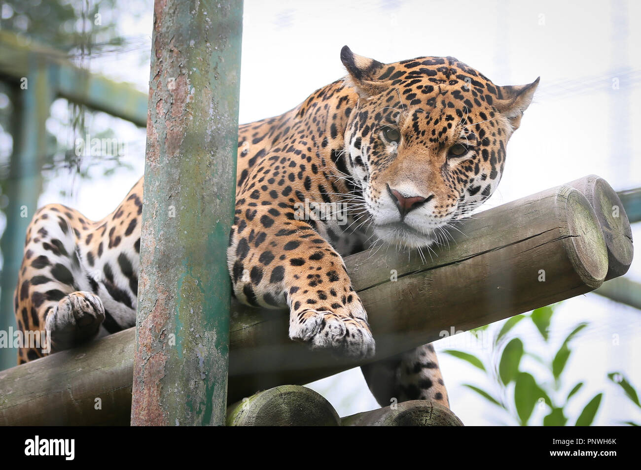 Paradise Wildlife Animals in Hertfordshire Featuring: Jaguar Where ...