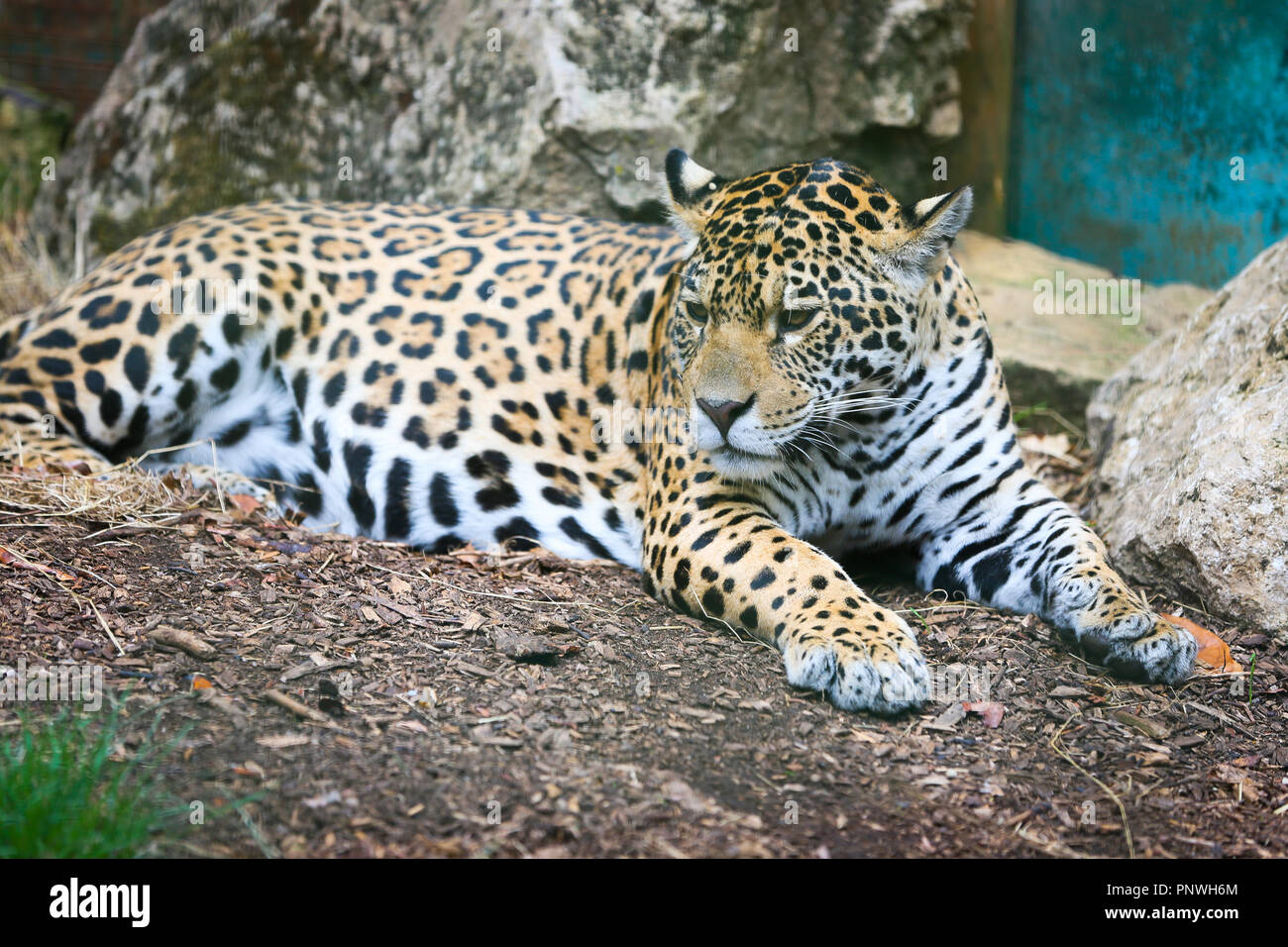 Paradise Wildlife Animals in Hertfordshire Featuring: Jaguar Where ...
