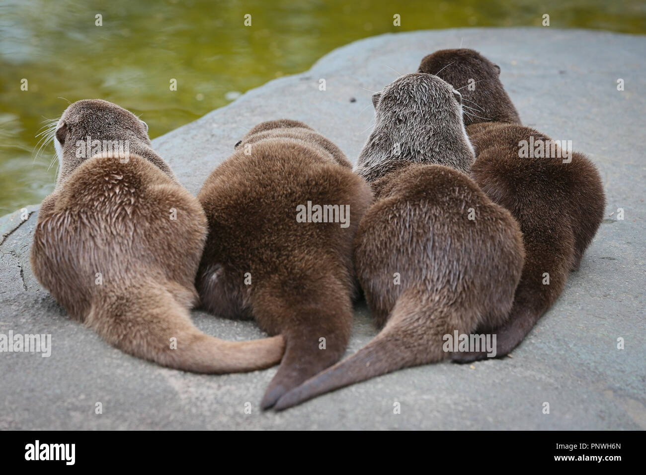 Paradise Wildlife Animals in Hertfordshire Featuring: Otters Where ...