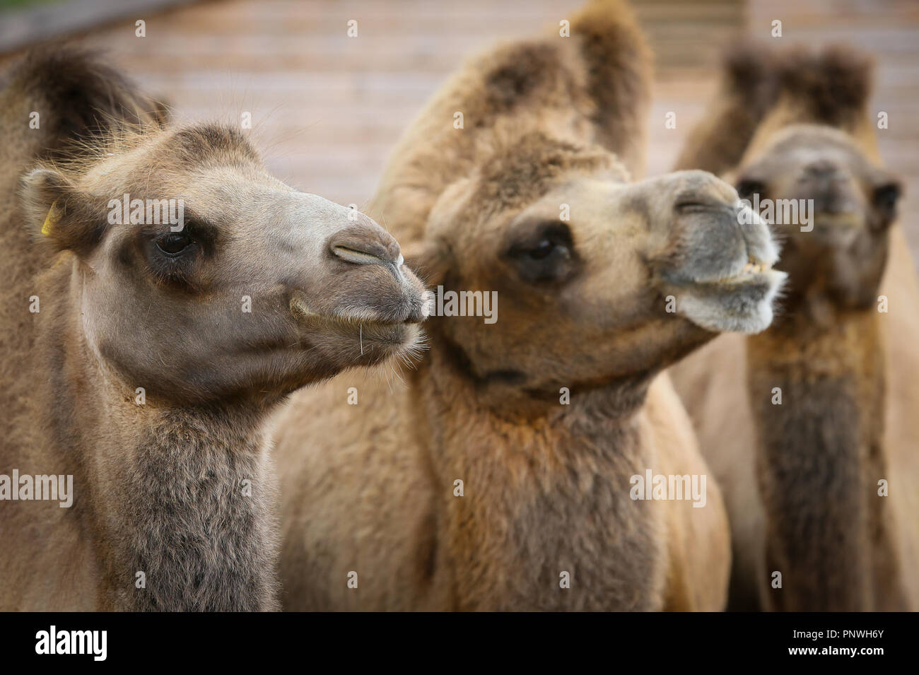 Paradise Wildlife Animals in Hertfordshire Featuring: Camels Where ...
