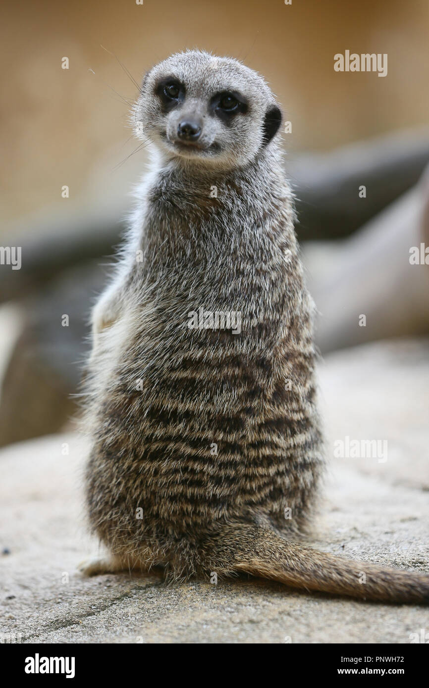 Meerkat Manor Family Tree