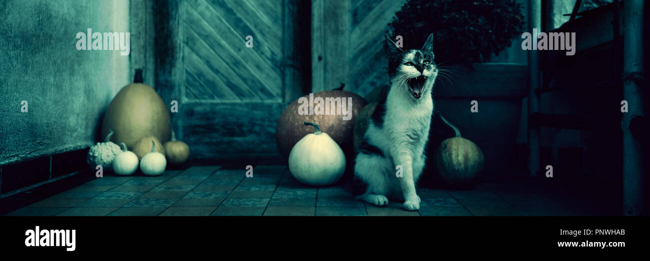 Angry roaring cat with amputated leg sitting by front door decorated ...