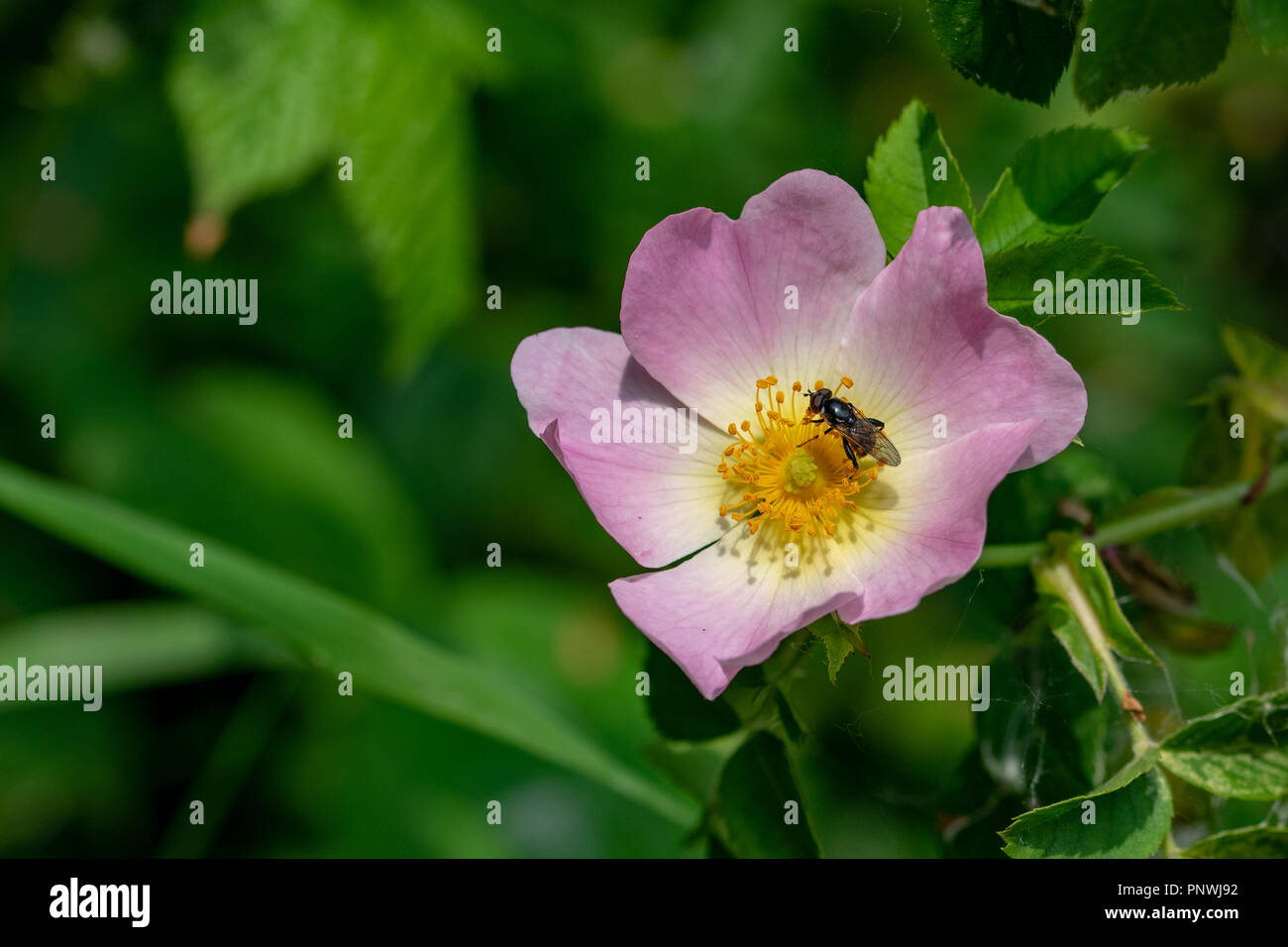 Fly collecting nectar pollen from the centre of a wild Rosa Lyda Rose ...