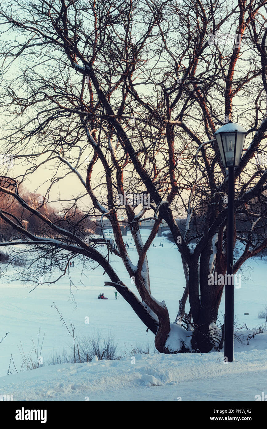 Winter street light tree Stock Photo - Alamy