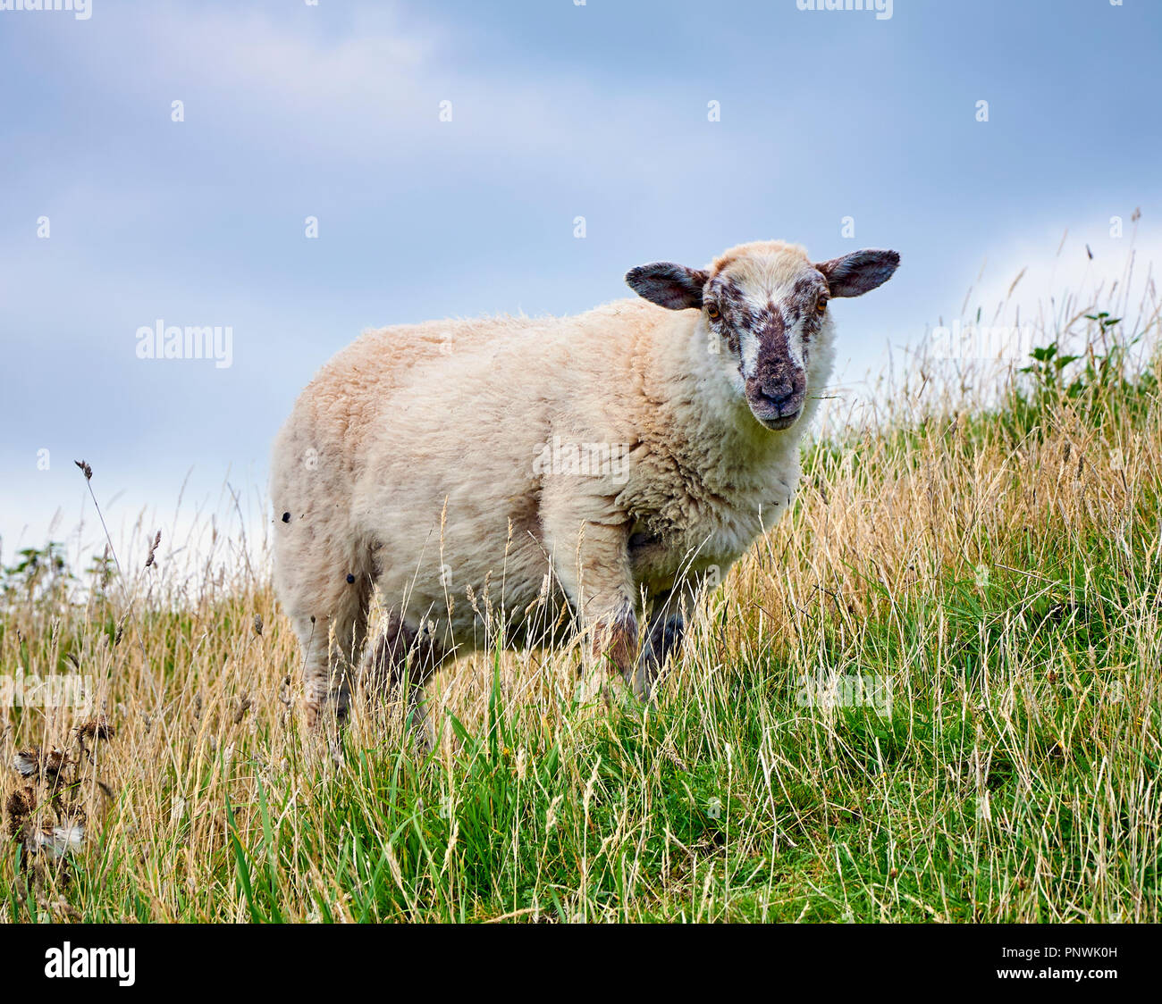 Single sheep grazing on a hillside pasture Stock Photo - Alamy