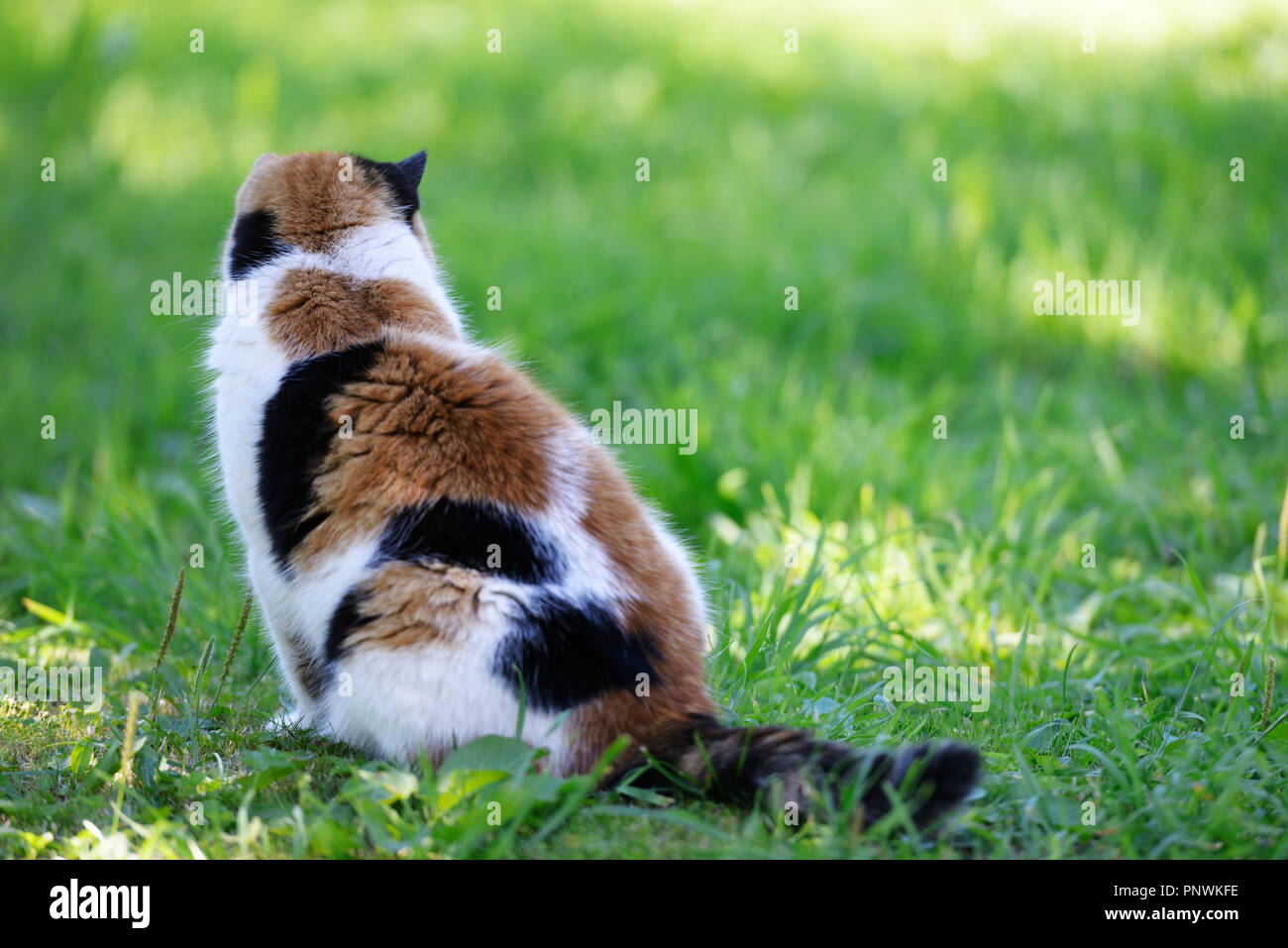 Rear view black cat standing hi-res stock photography and images - Alamy