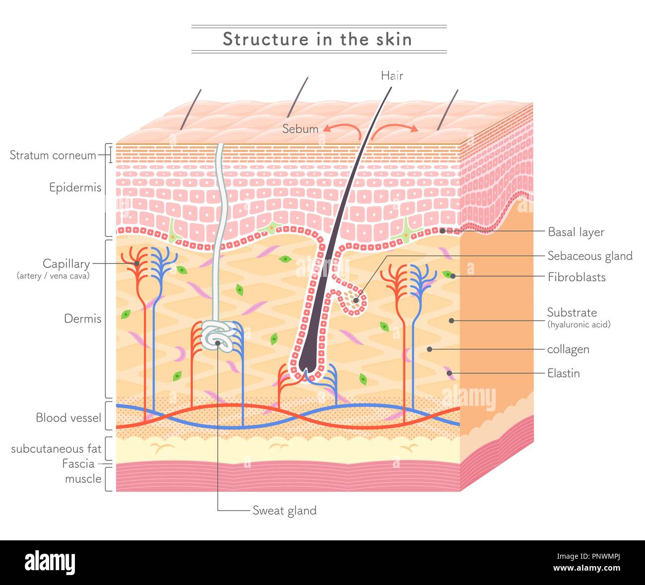 Subcutaneous Tissue Stock Photos & Subcutaneous Tissue Stock Images - Alamy