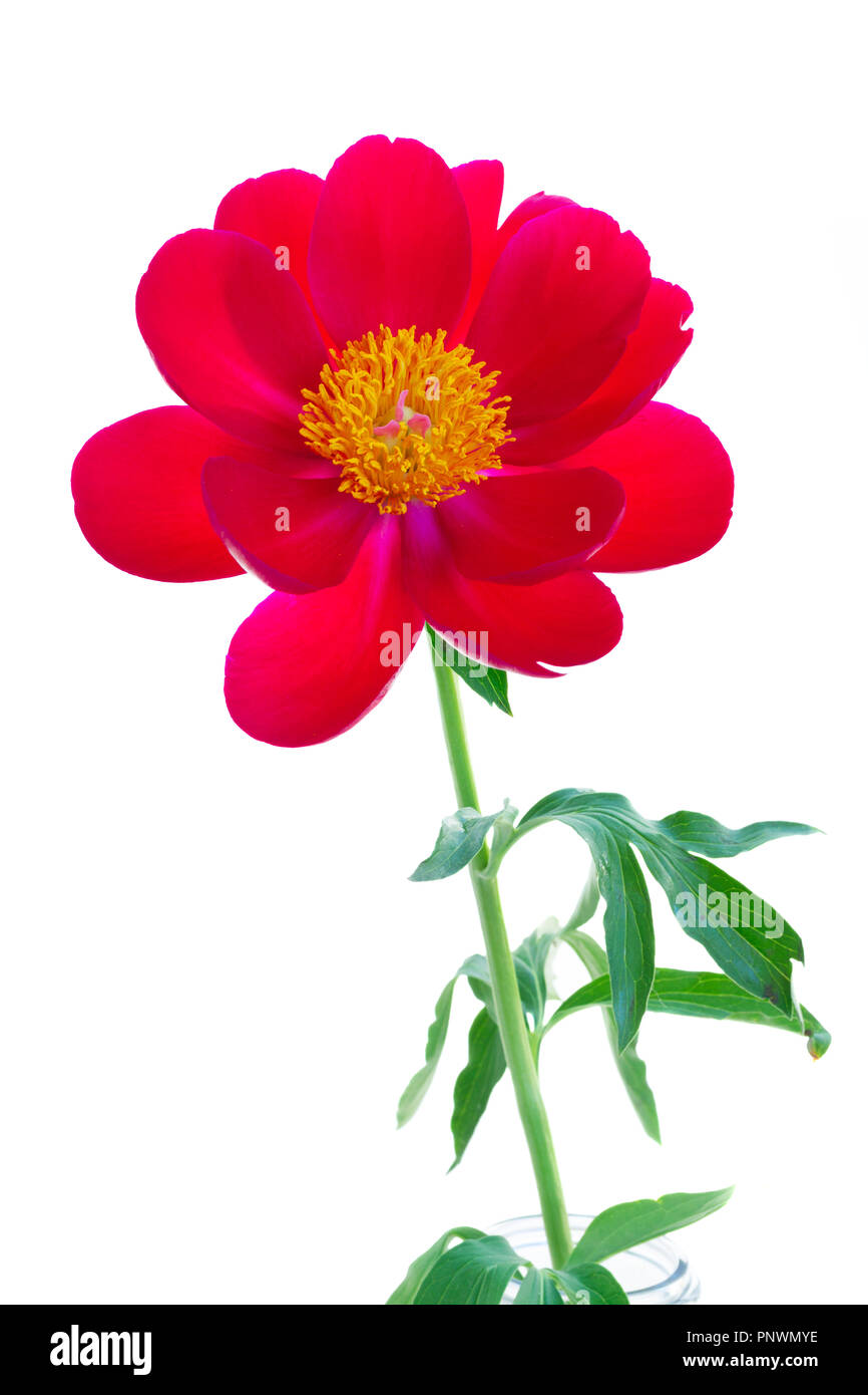One red peony flowers isolated on white background Stock Photo - Alamy