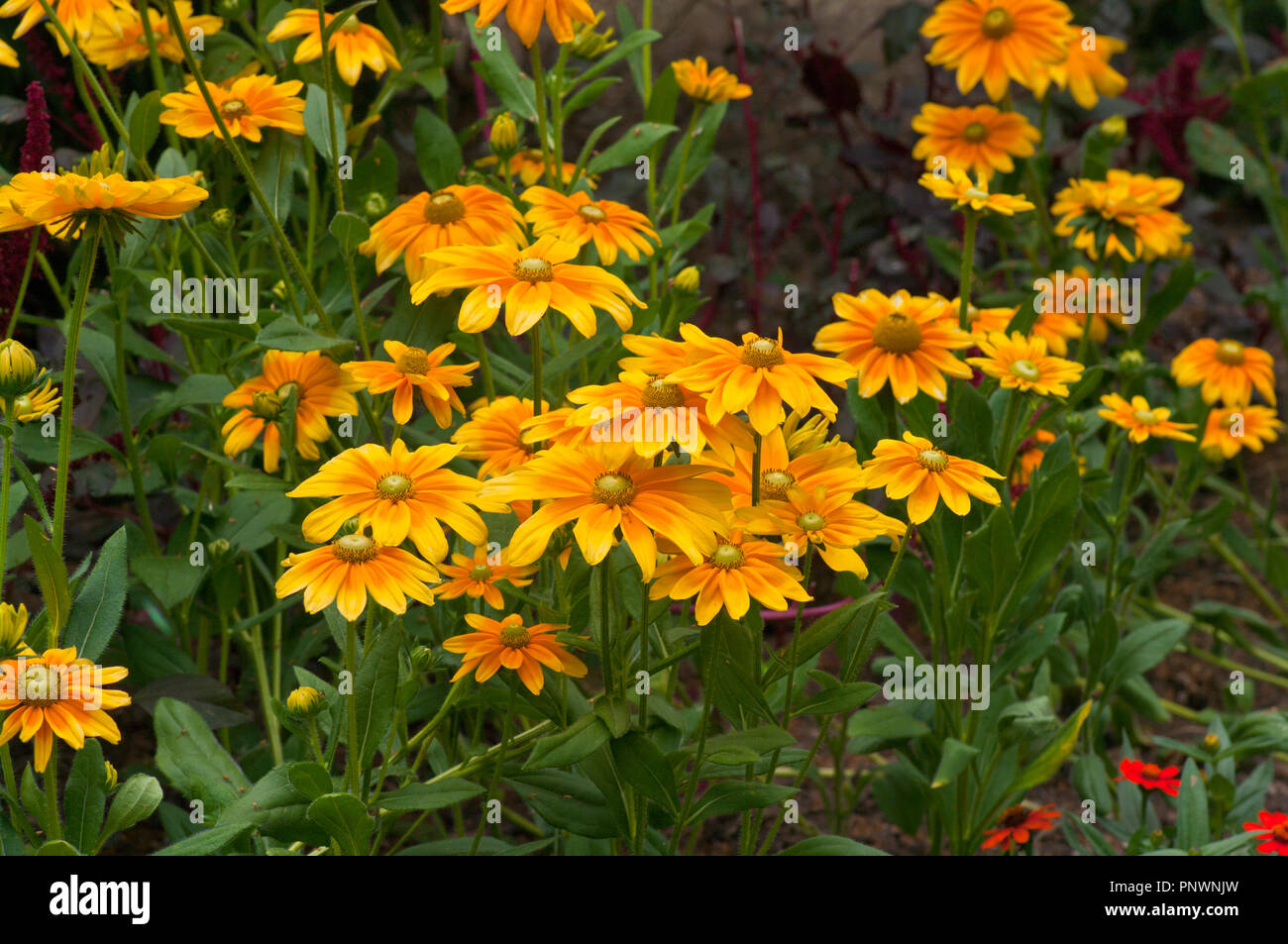 Orange rudbeckia hi-res stock photography and images - Alamy