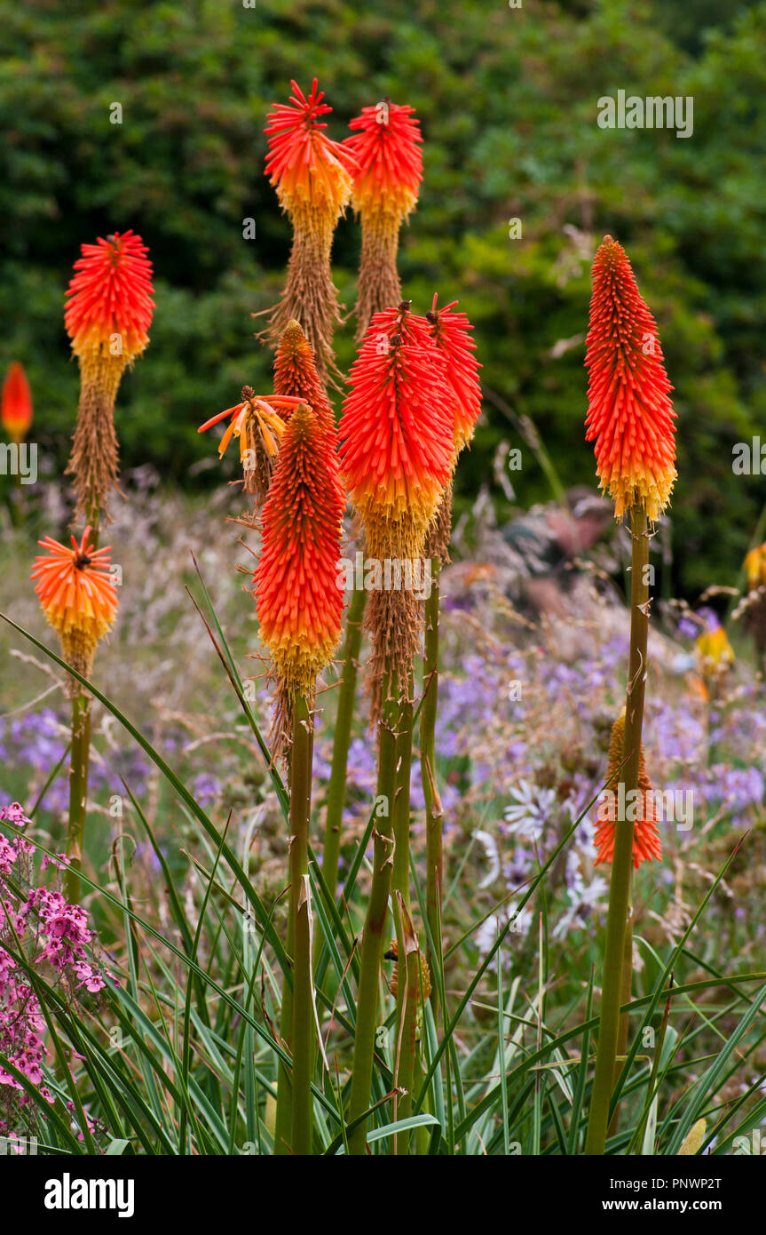 Kniphofia commonly known as the red hot poker plant Stock Photo - Alamy