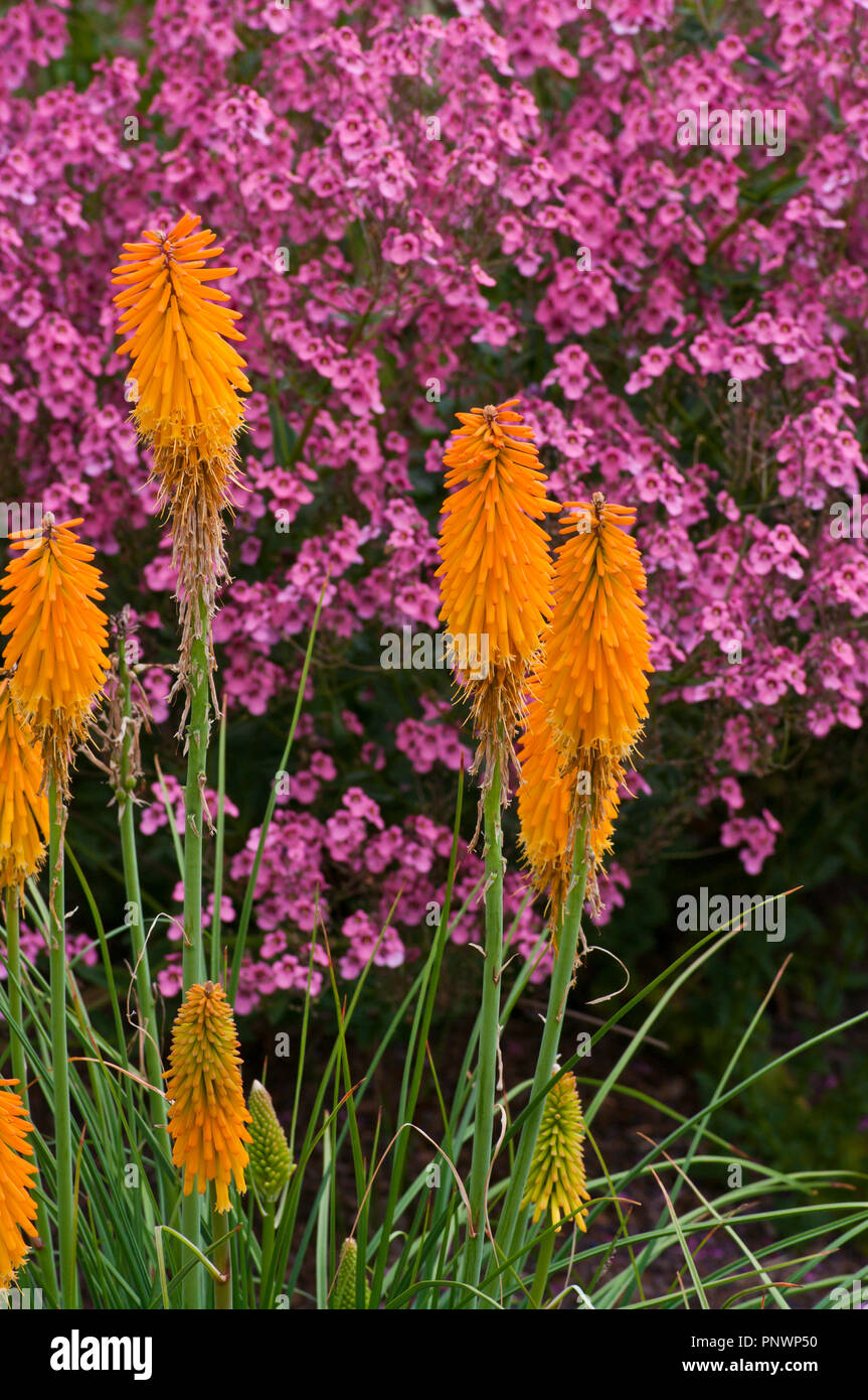 Kniphofia commonly known as the red hot poker plant Stock Photo - Alamy