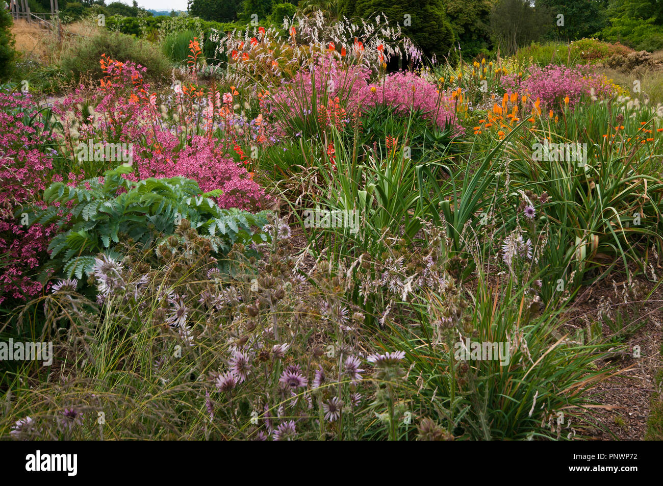 A Dry Rock Garden with Drought Loving Plants Stock Photo - Alamy