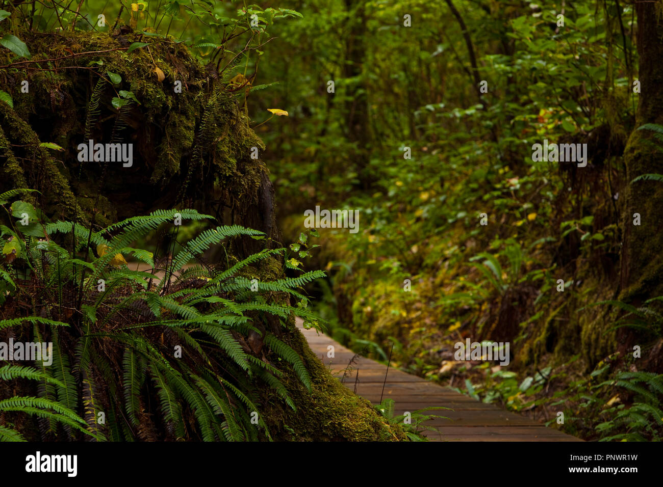 Regenwald hi-res stock photography and images - Alamy