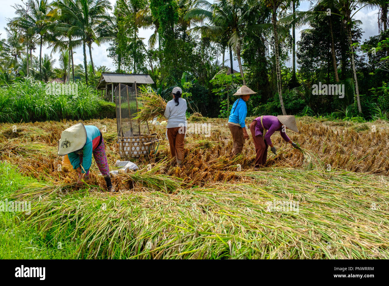 Harvesting rice in a paddy field near Ubud, Bali, Indonesia Stock Photo ...