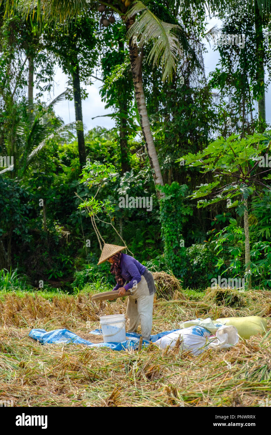 Harvesting rice in a paddy field near Ubud, Bali, Indonesia Stock Photo ...