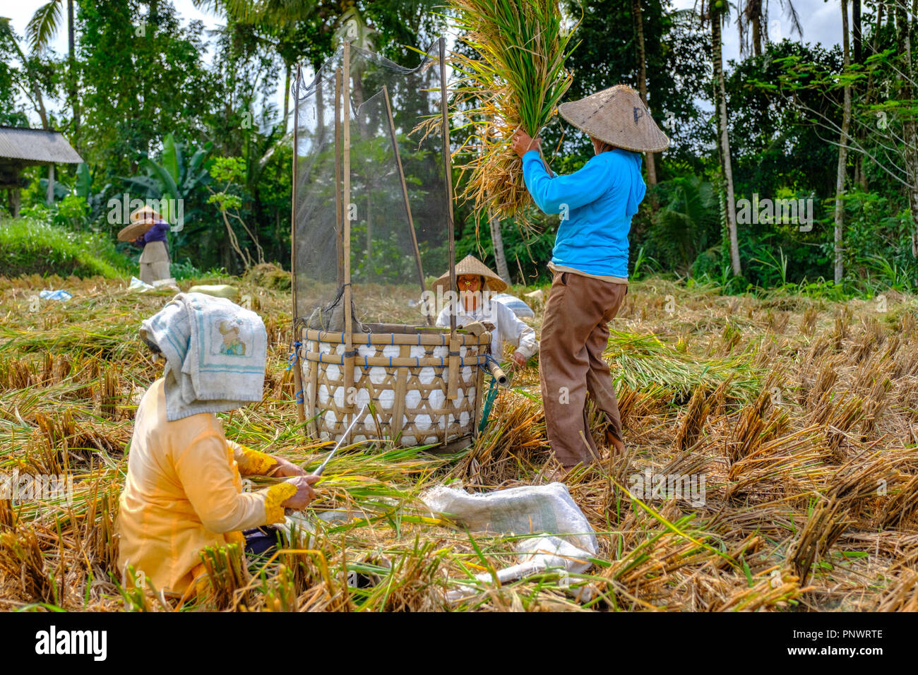 Harvesting rice in a paddy field near Ubud, Bali, Indonesia Stock Photo ...