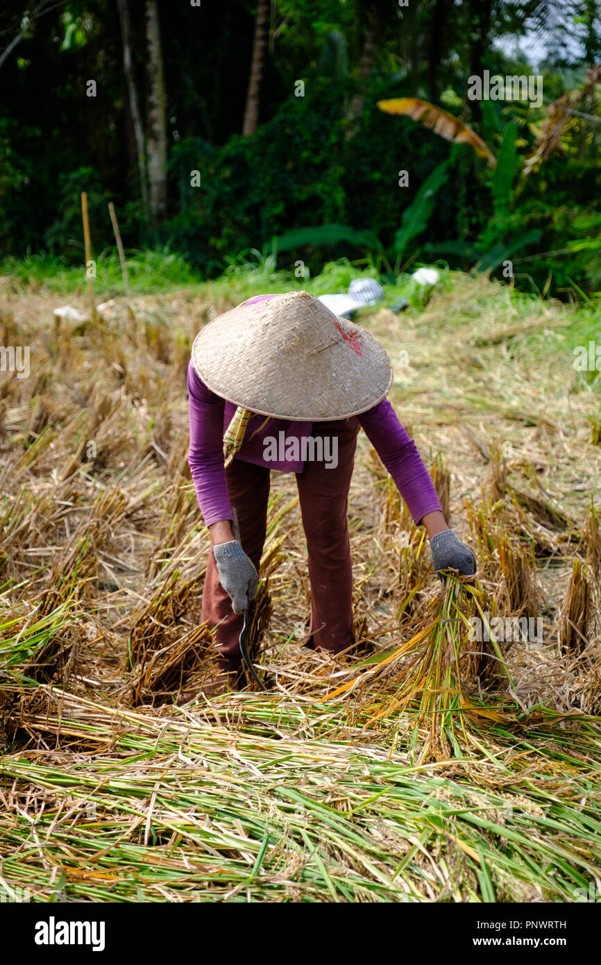 Harvesting rice in a paddy field near Ubud, Bali, Indonesia Stock Photo ...