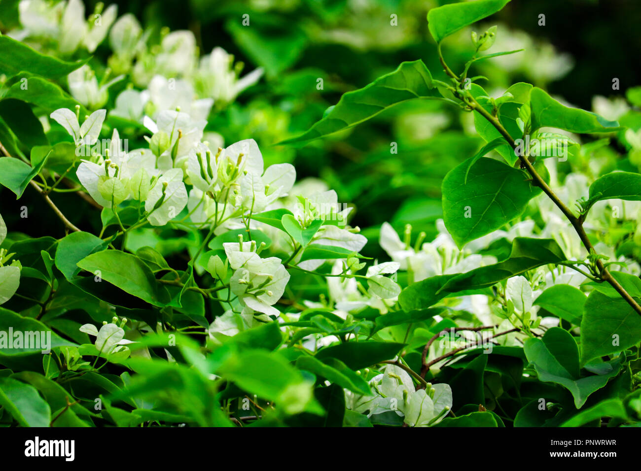 Greeny flower hi-res stock photography and images - Alamy