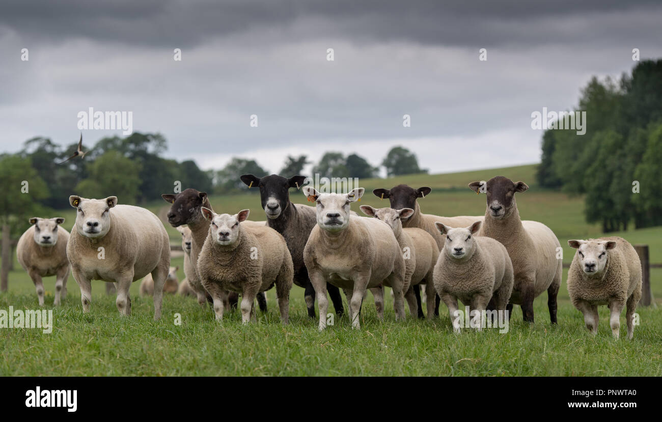 Flock of sheep withbeltex sired lambs at foot, North Yorkshire, UK ...