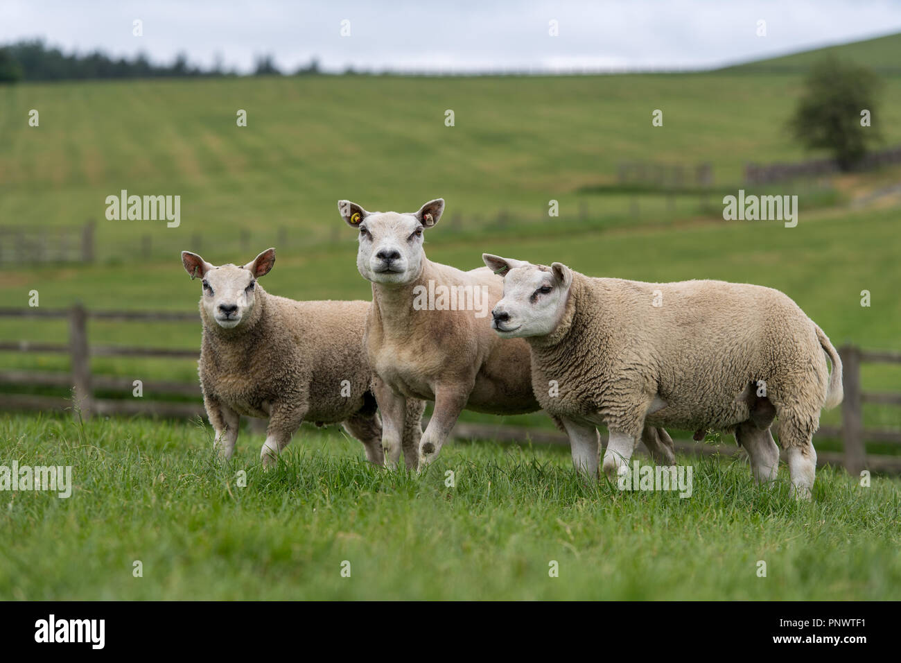 Flock of sheep withbeltex sired lambs at foot, North Yorkshire, UK ...