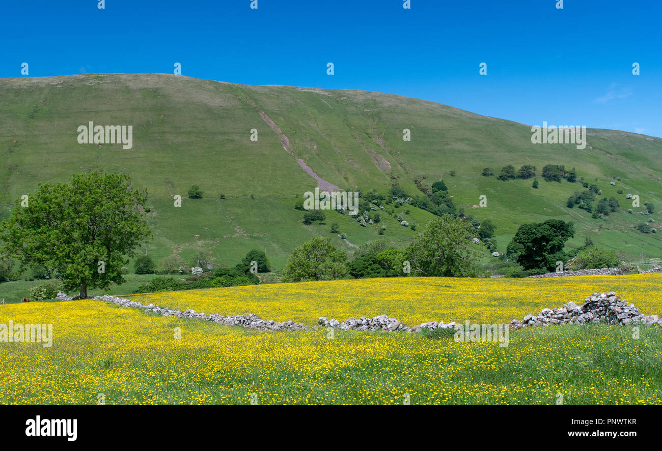 Wildflower meadow in full bloom near Ravenstonedale, Cumbria, inside ...