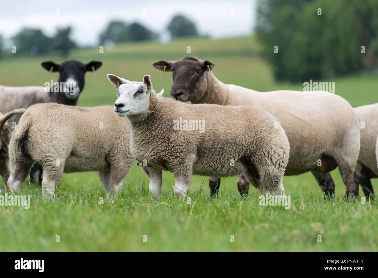 Flock of sheep withbeltex sired lambs at foot, North Yorkshire, UK ...