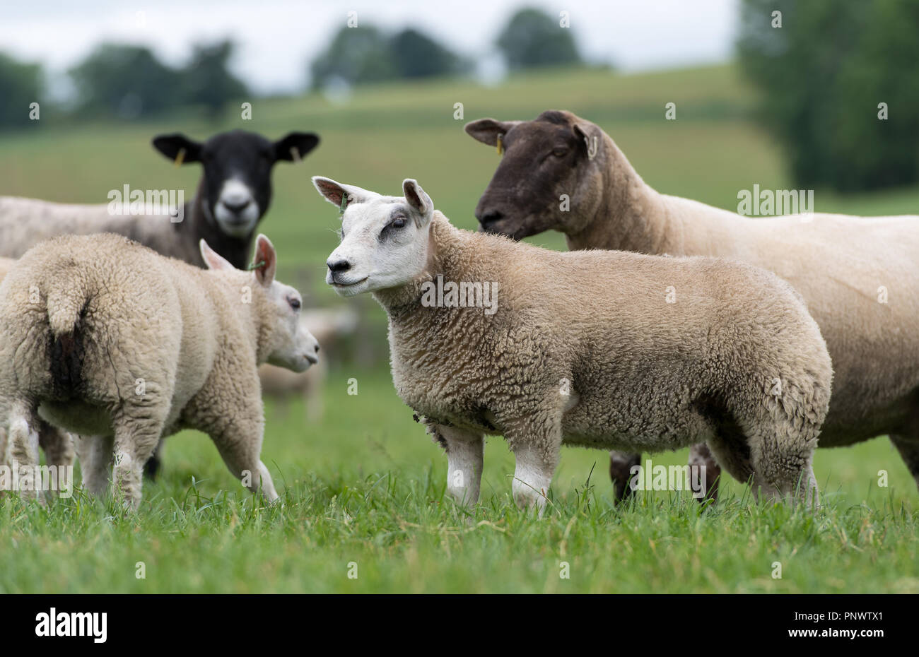 Flock of sheep withbeltex sired lambs at foot, North Yorkshire, UK ...