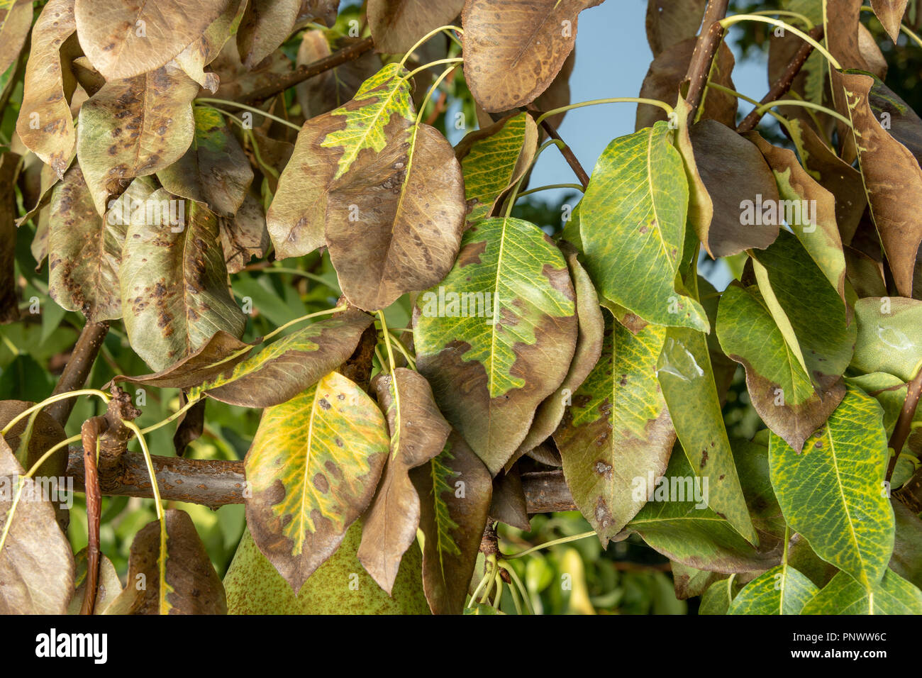 Disease of leaves and vines of pears close-up of damage to rot and ...