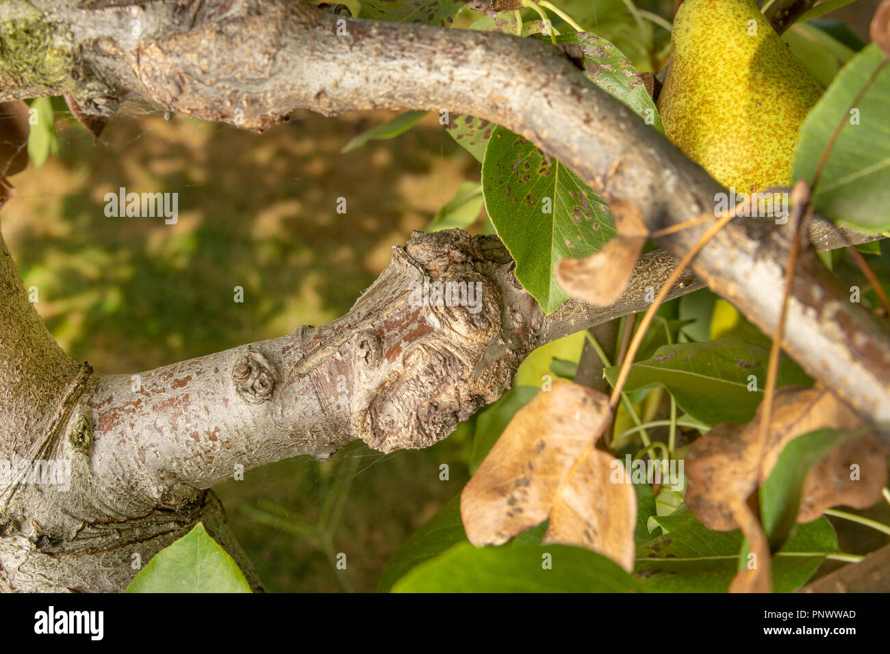 Disease of leaves and vines of pears close-up of damage to rot and ...