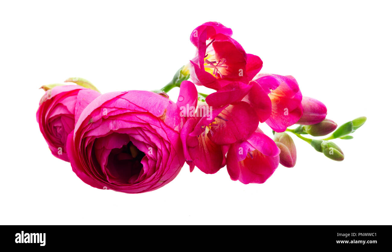 Freeseia and ranunculus fresh mauve flowers isolated on white ...