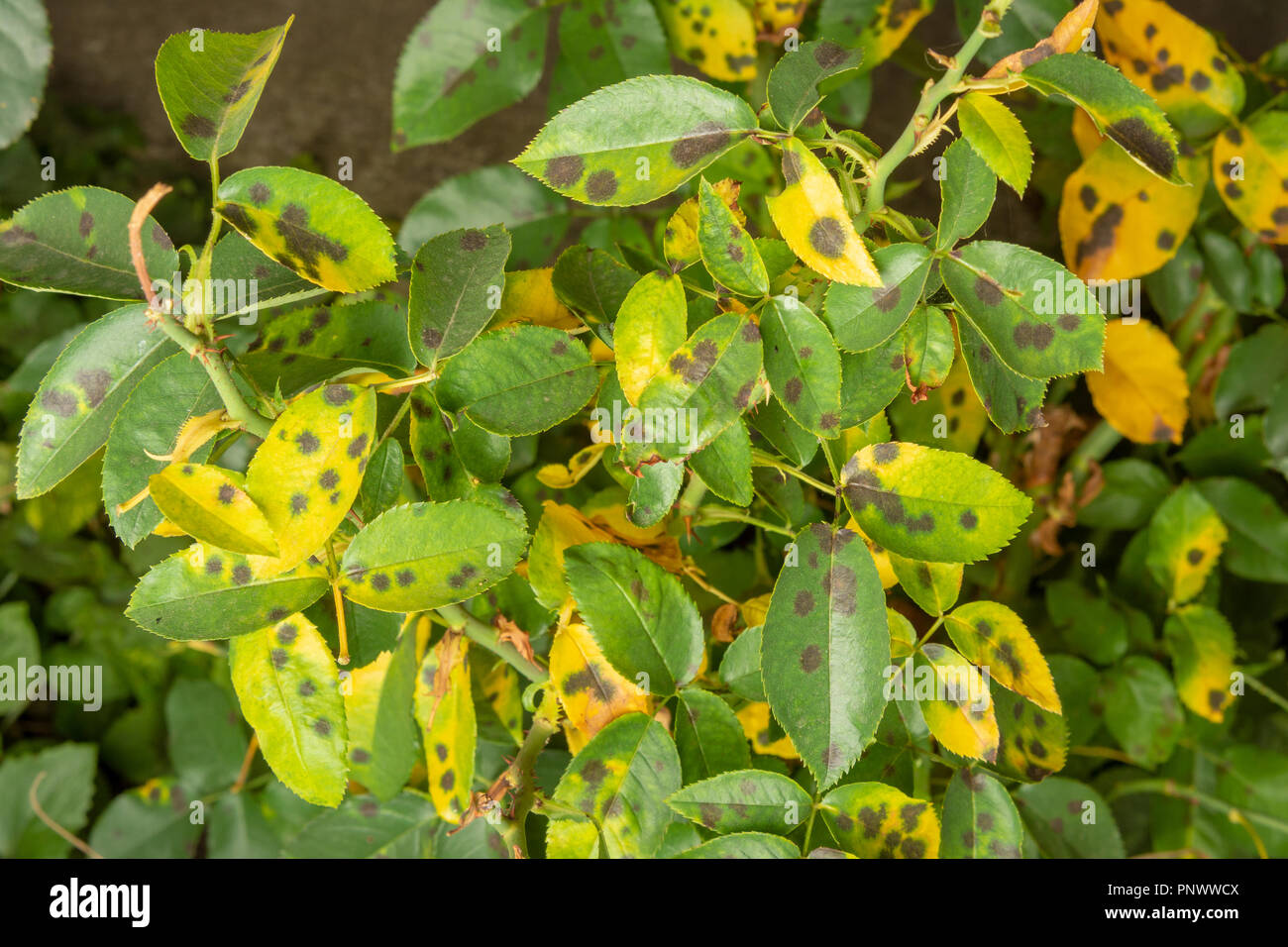 Pear Disease Stock Photos & Pear Disease Stock Images - Alamy