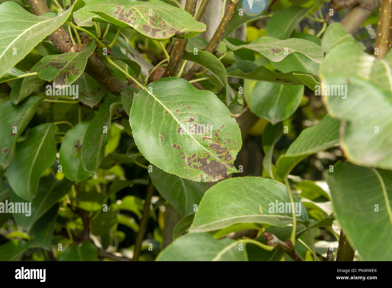 Disease of leaves and vines of pears close-up of damage to rot and ...